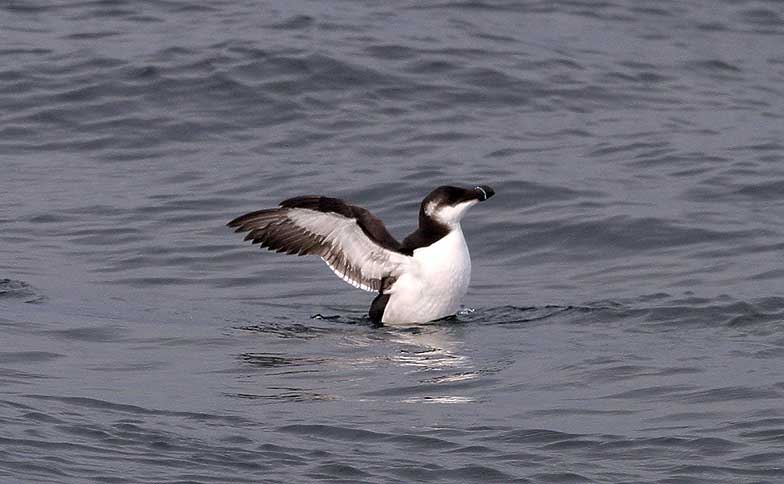 Seabirds and Other Marine Life Found in Winter off Cape Hatteras