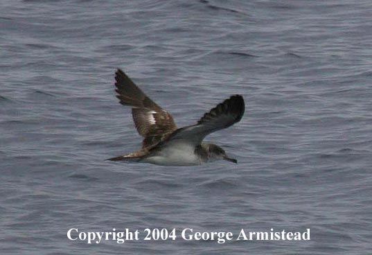 New Page 2 [www.seabirding.com]