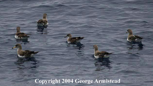 New Page 2 [www.seabirding.com]