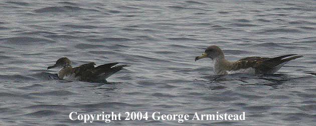 New Page 2 [www.seabirding.com]