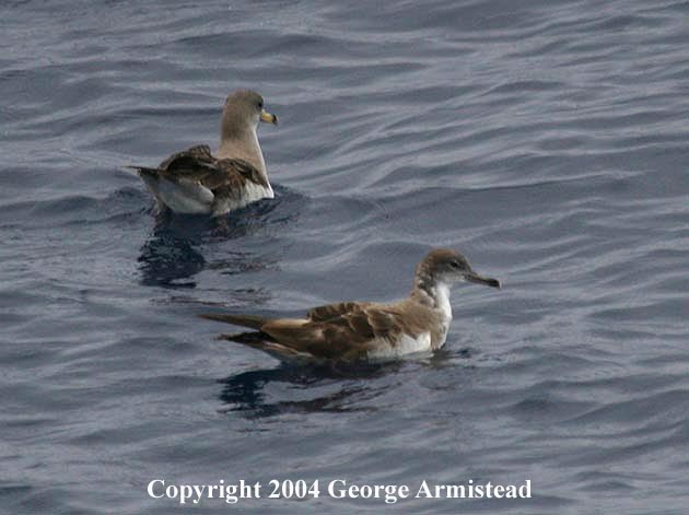 New Page 2 [www.seabirding.com]