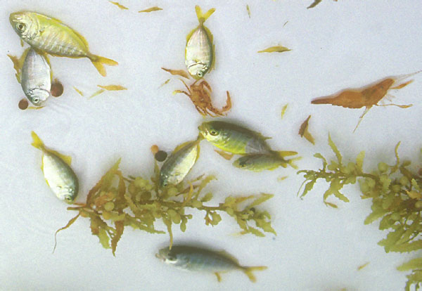 BPI Pelagic Seabirds - Fish, Turtles, Cetaceans, & Misc.